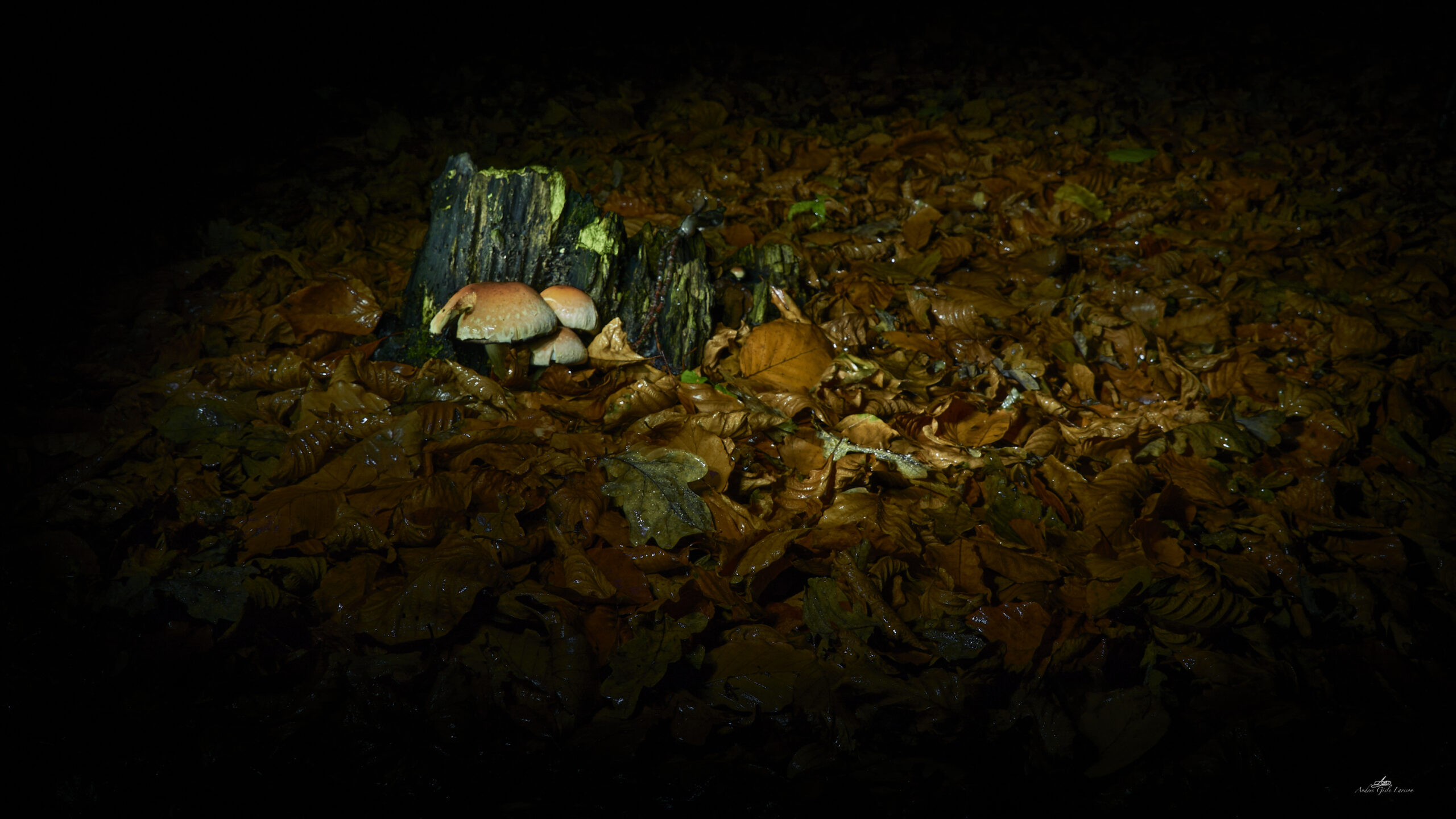 I mørket er alle blade væk – Gisle