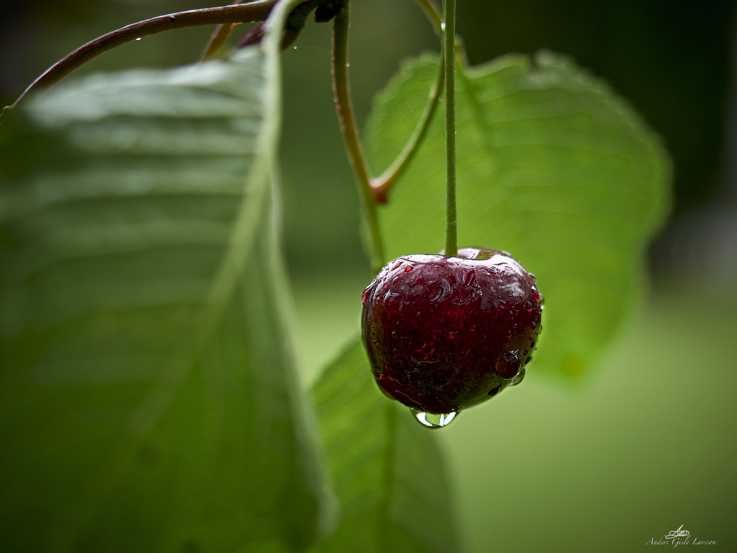 Lavt Hængende Frugter – Gisle