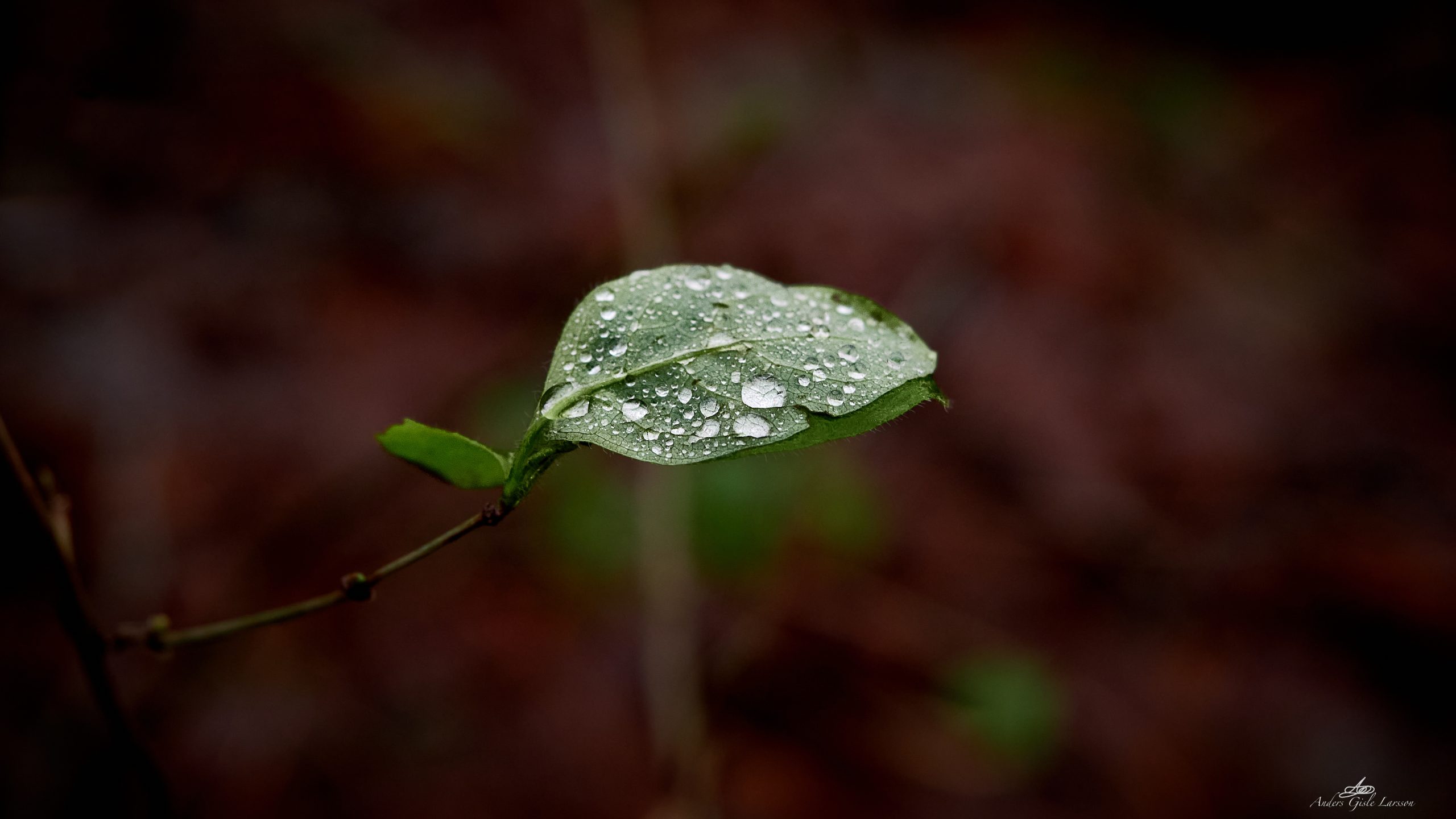 Balancegang – Gisle