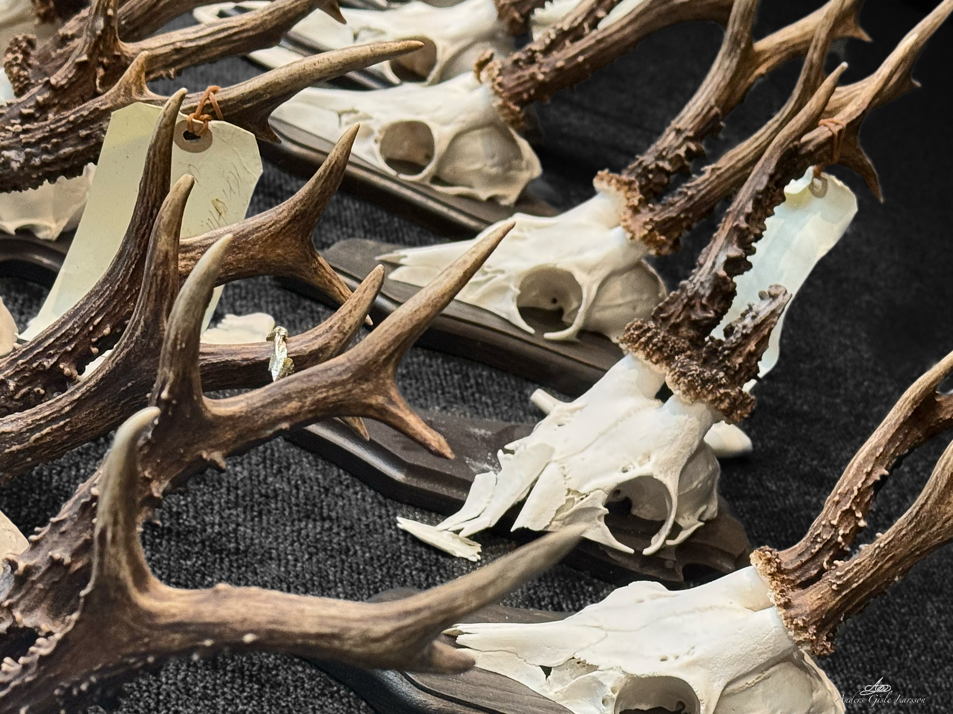 Hovedregning – Gisle